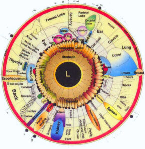 Iridology Zones in the Iris – Iridology by Peppy